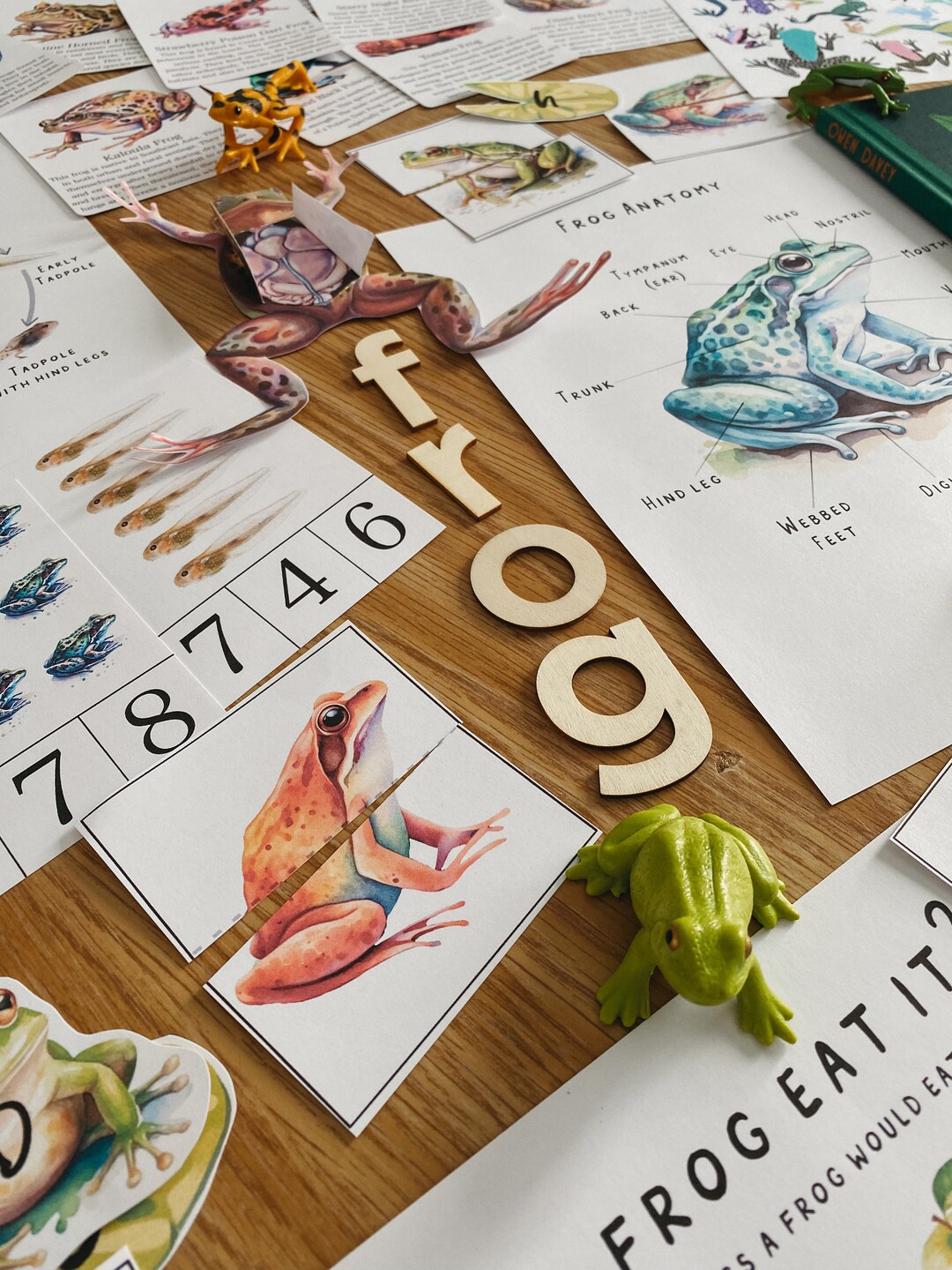 Frog Unit Study, 62 Page PDF, Amphibians, Homeschool, Learning Resource ...