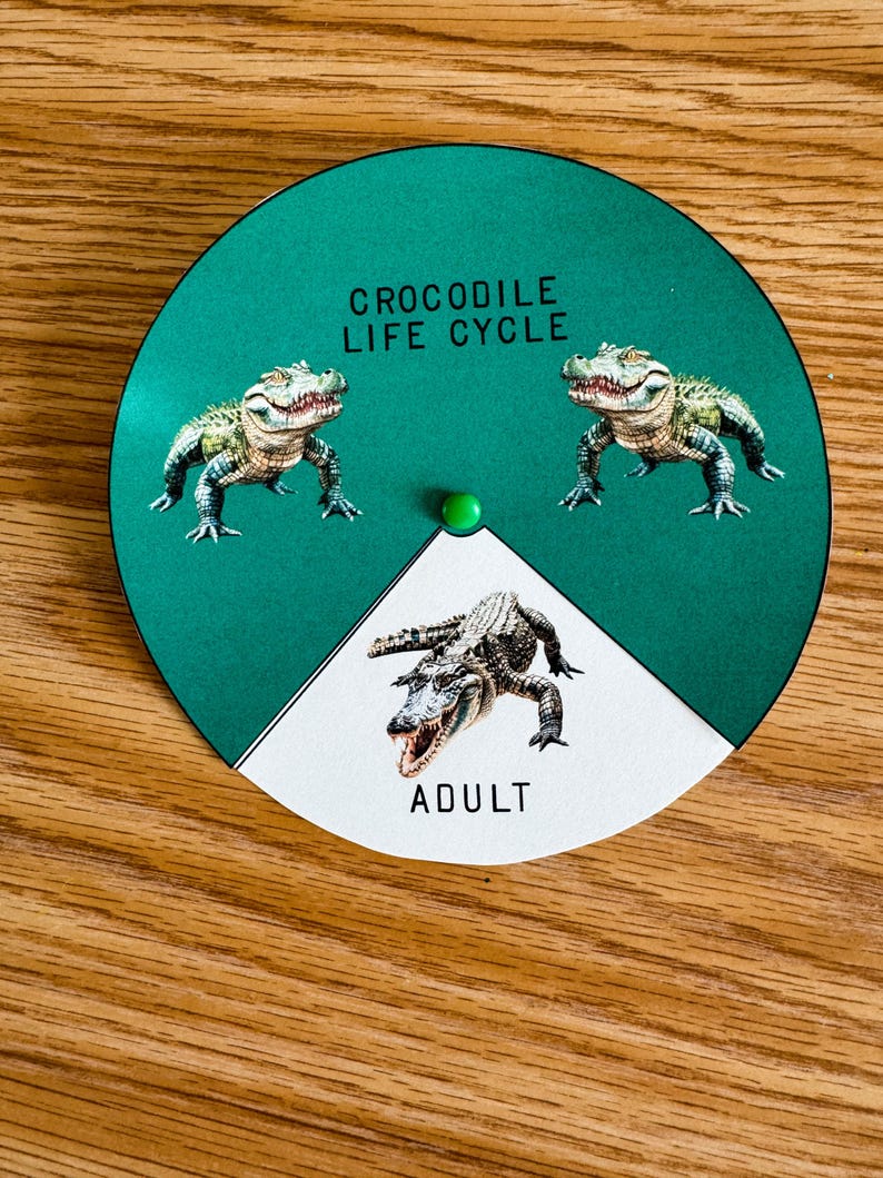Crocodile Life Cycle Wheel and Worksheet, Learning Resource, Printable ...