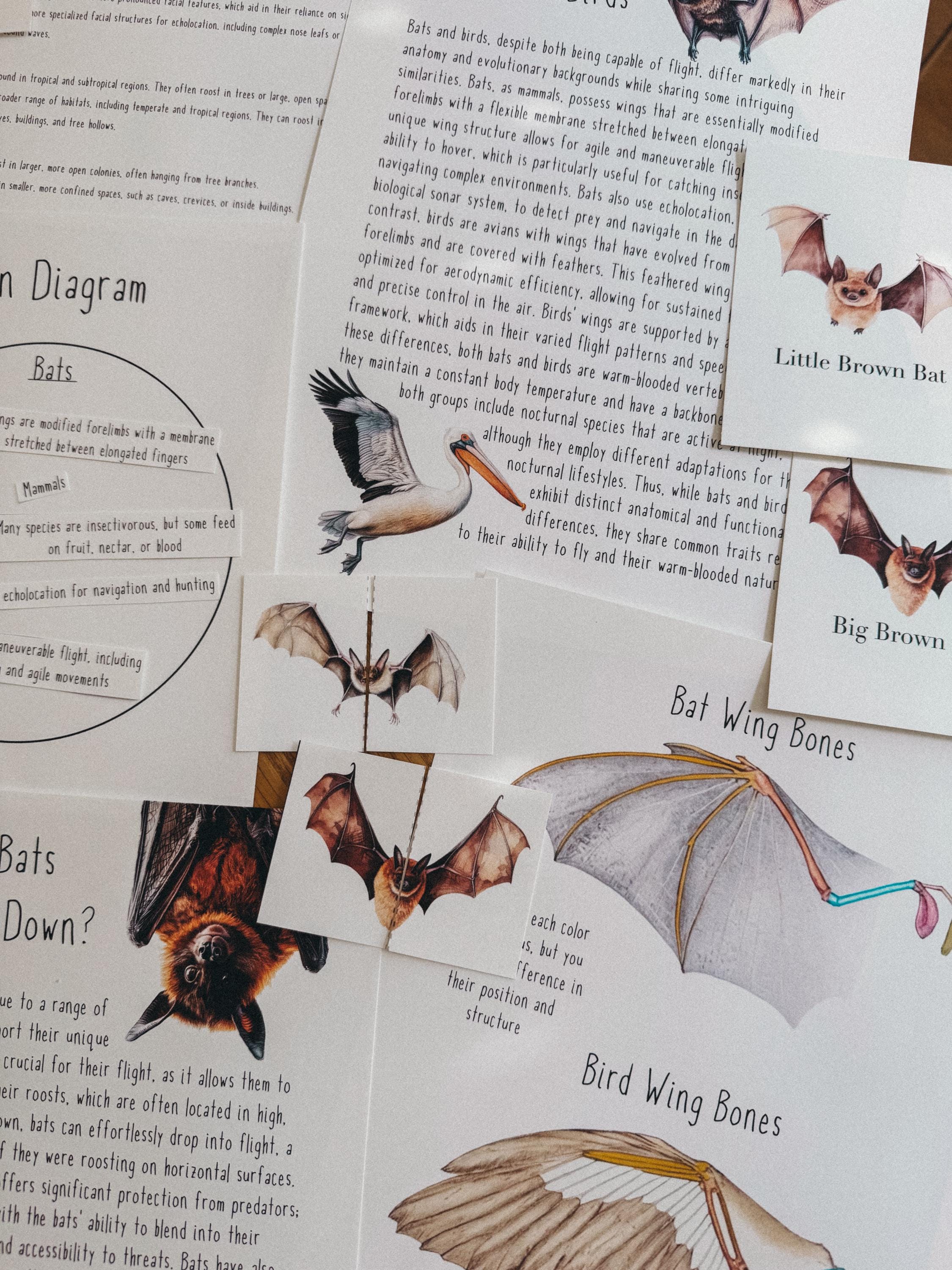 Bat Unit Study, 86 Page PDF, Morning Basket, Homeschool, Learning ...