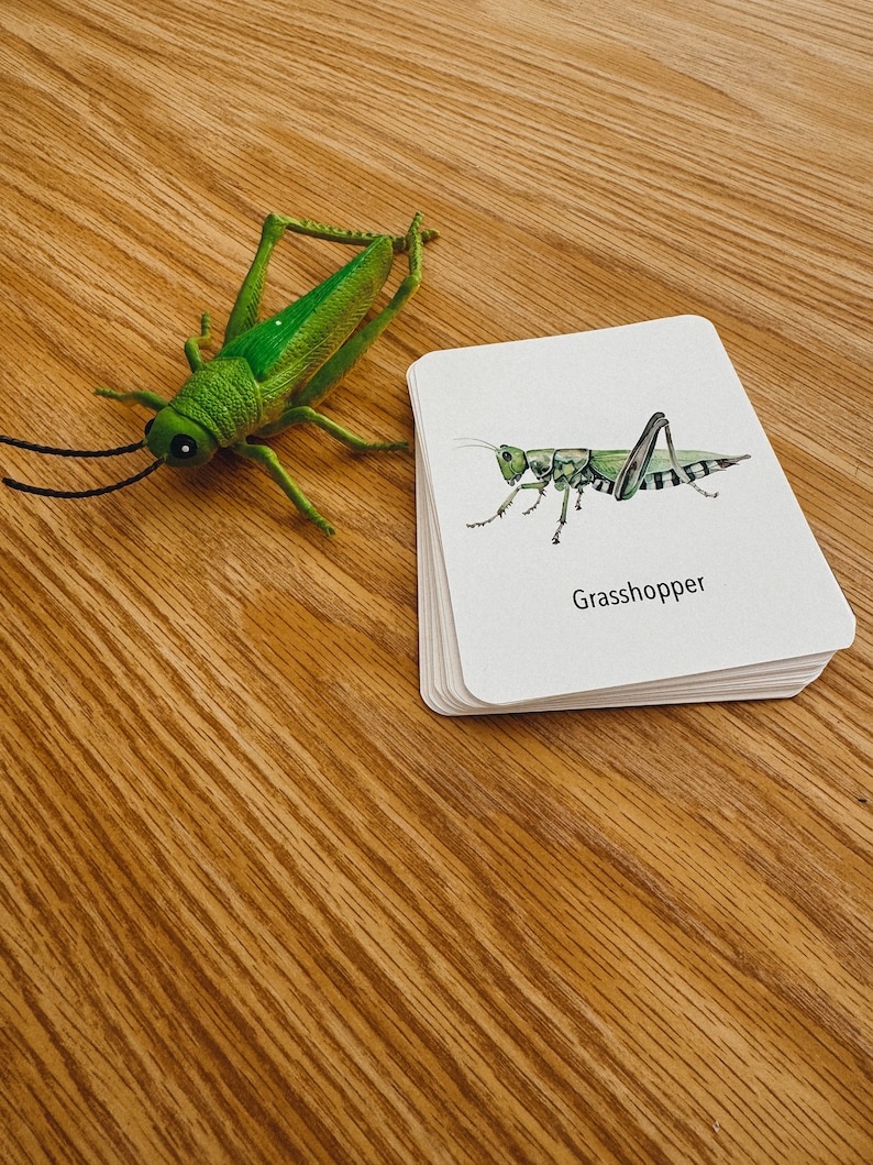 Insect Flashcards, Homeschool, Learning Resource, Printable, Nature ...