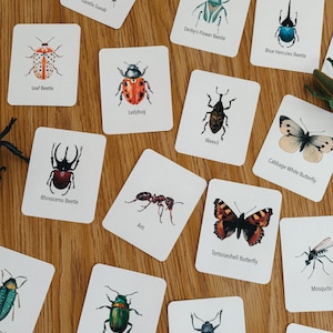 Insect Flashcards, Homeschool, Learning Resource, Printable, Nature ...