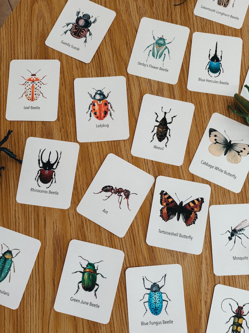 Insect Flashcards, Homeschool, Learning Resource, Printable, Nature ...