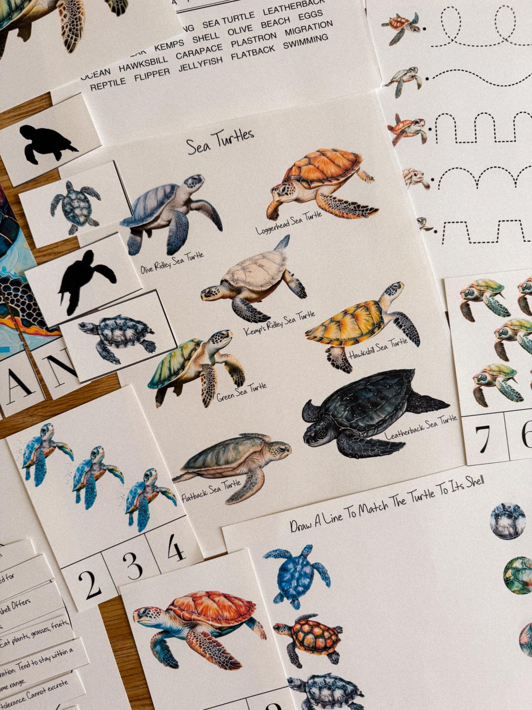 Sea Turtles Unit Study, Homeschool, Learning Resource, Printable ...