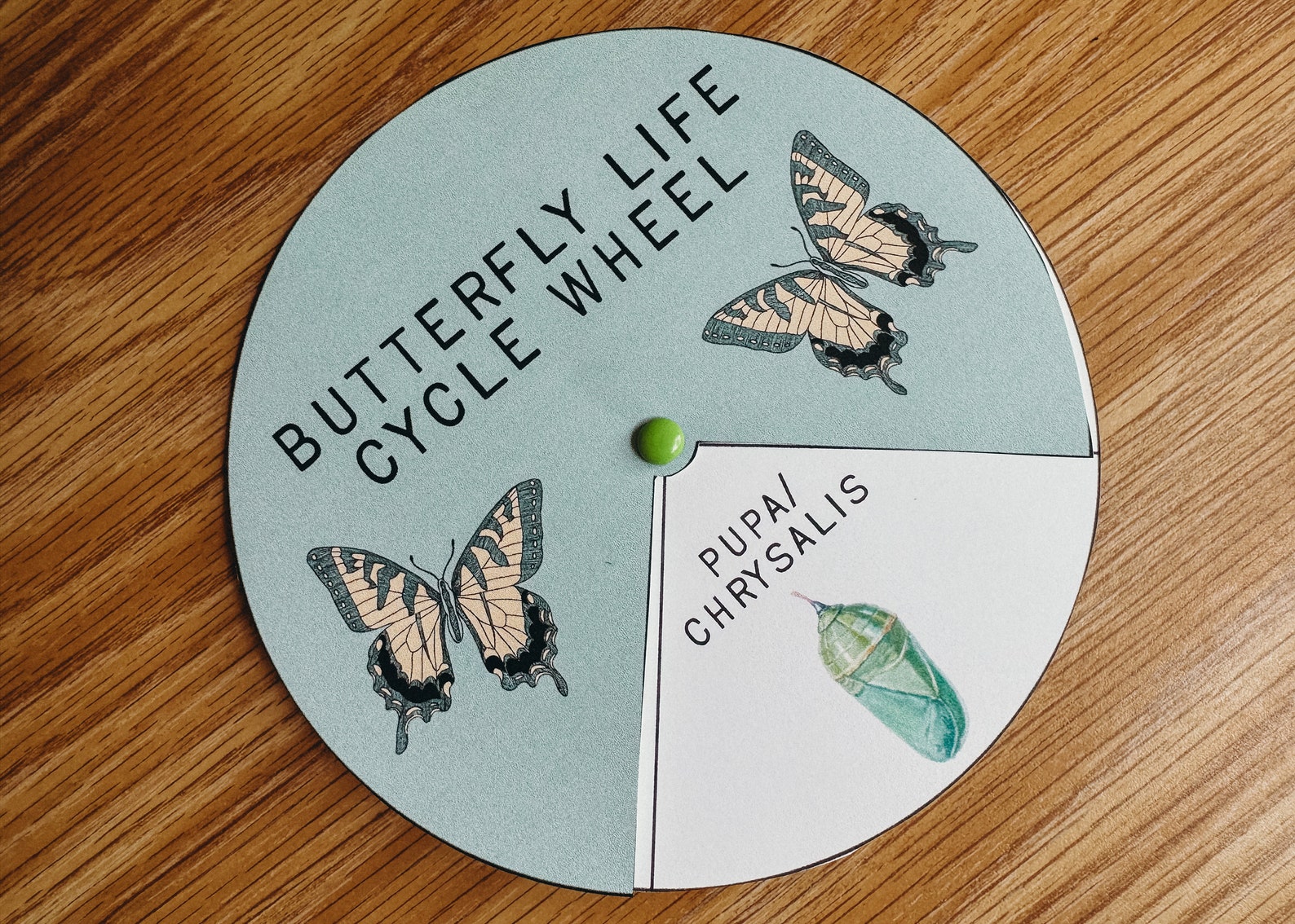 Butterfly & Moth Life Cycle Wheels, Learning Resource, Printable ...