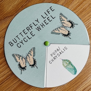 Butterfly & Moth Life Cycle Wheels, Learning Resource, Printable ...