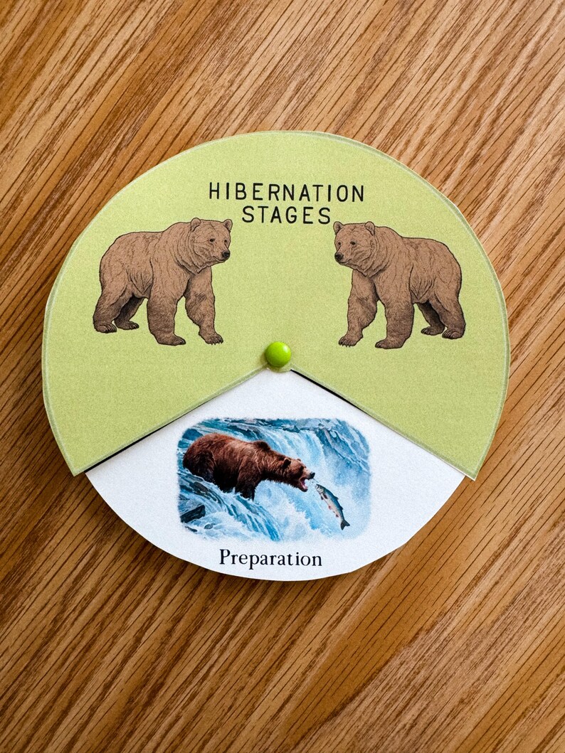 Hibernation Stages Wheel, Learning Resource, Printable, Nature Science ...