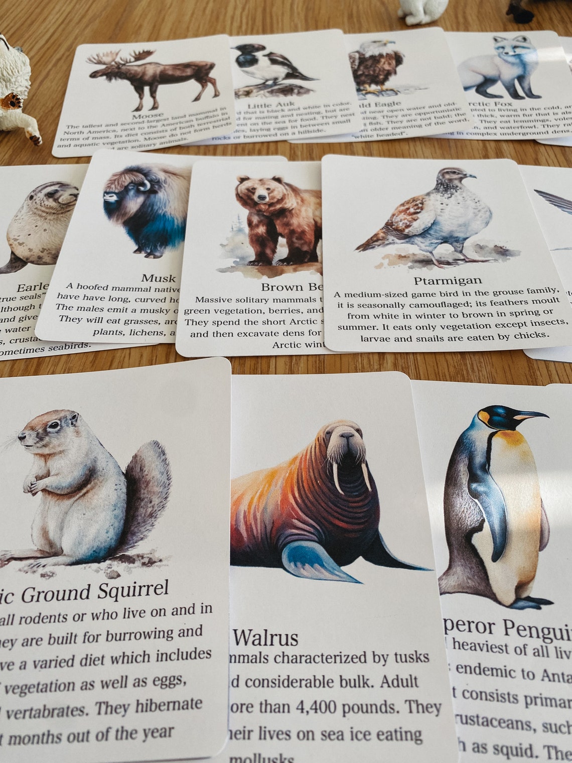 Polar Animal Flashcards, Arctic and Antarctic, Homeschool, Learning ...