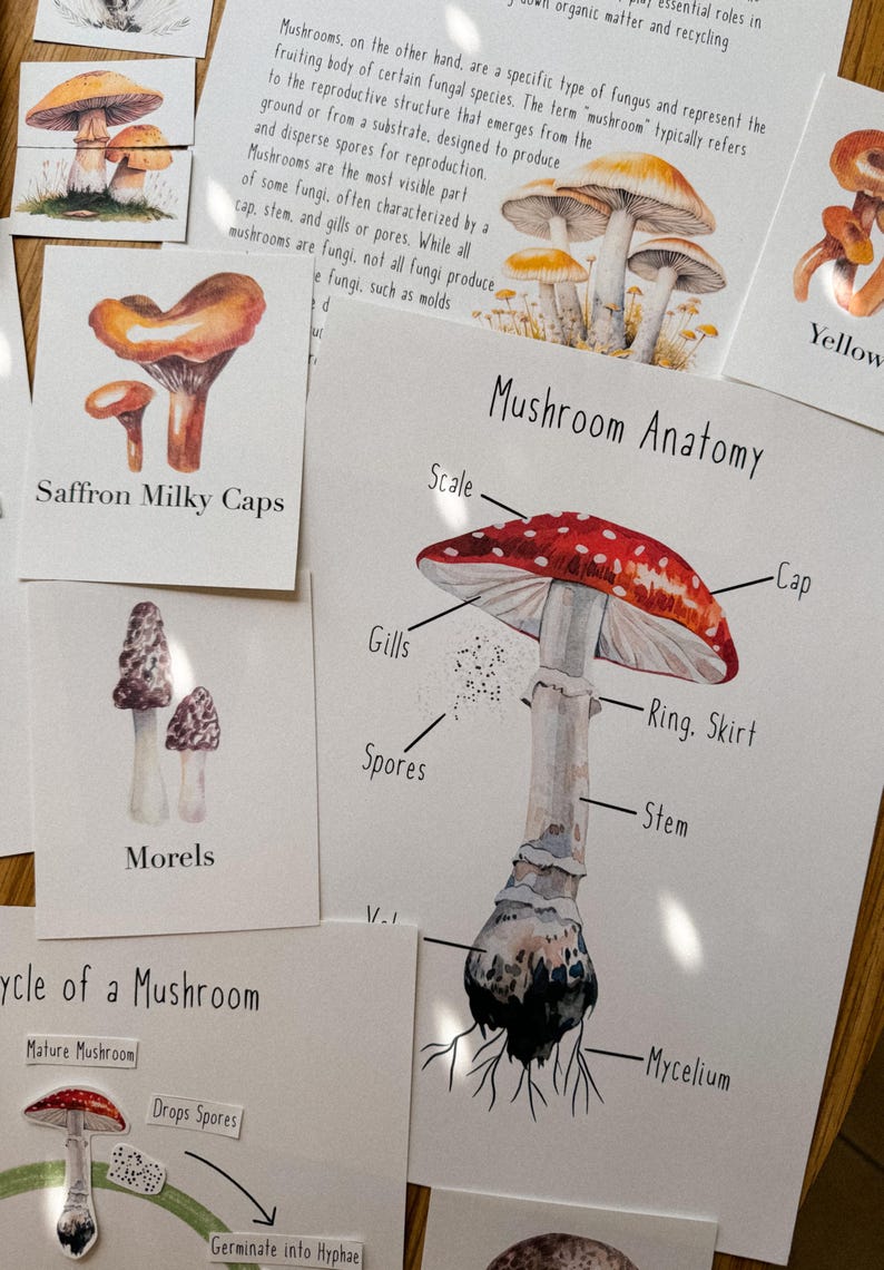 Mushroom & Fungi Unit Study, 110 Page PDF, Morning Basket, Homeschool ...