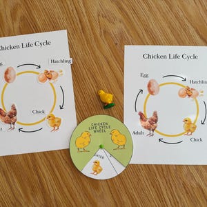 Chicken Life Cycle Wheel and Worksheet, Homeschool, Learning Resource ...