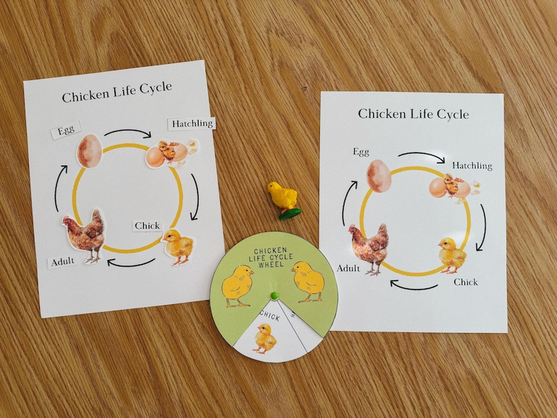 Chicken Life Cycle Wheel and Worksheet, Homeschool, Learning Resource ...