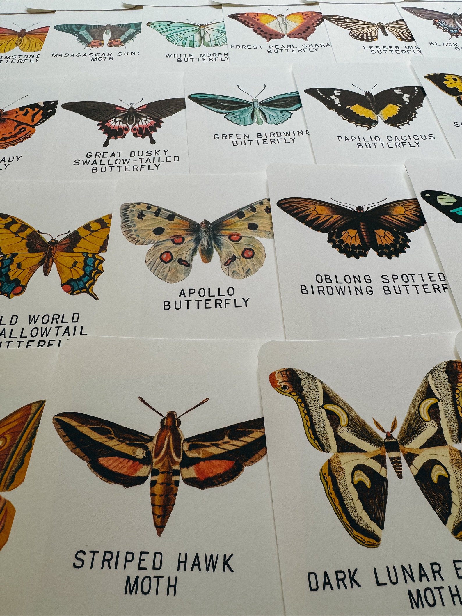 Butterfly and Moth Species Flashcards, Homeschool, Learning Resource ...
