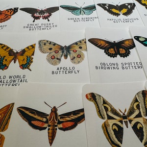 Butterfly and Moth Species Flashcards, Homeschool, Learning Resource ...