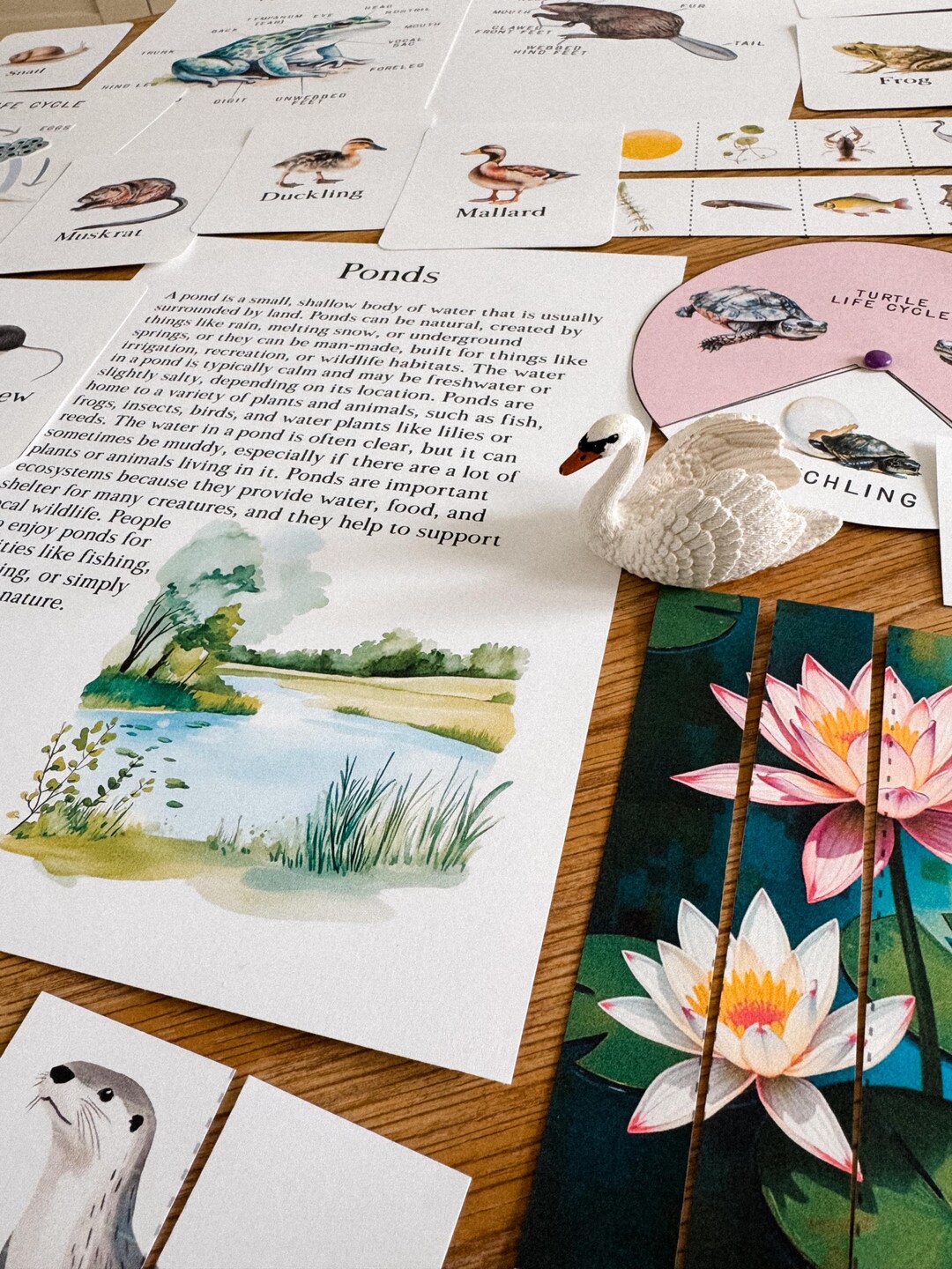 Pond Life Unit Study, Homeschool, Learning Resource, Printable, Nature ...