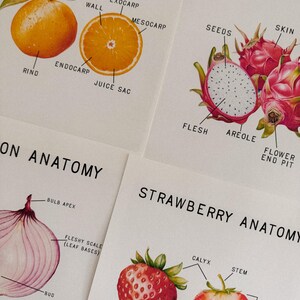 Fruit and Vegetable Anatomy Mini Posters, Morning Basket, Homeschool ...