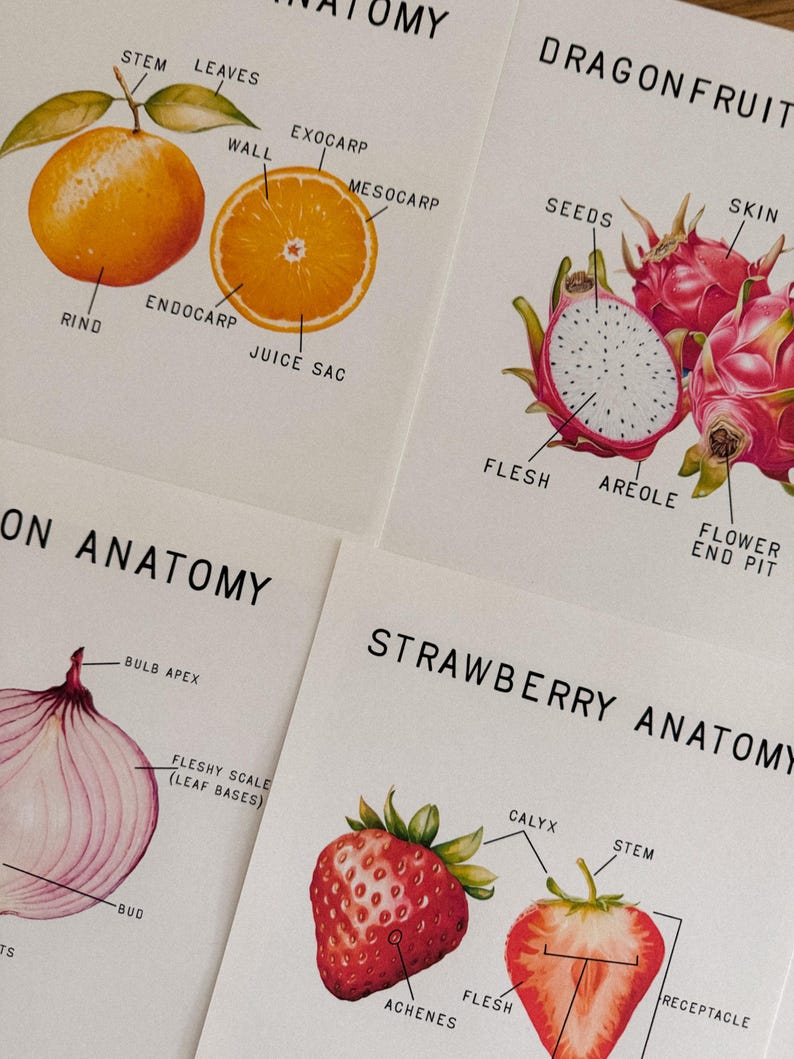 Fruit and Vegetable Anatomy Mini Posters, Morning Basket, Homeschool ...