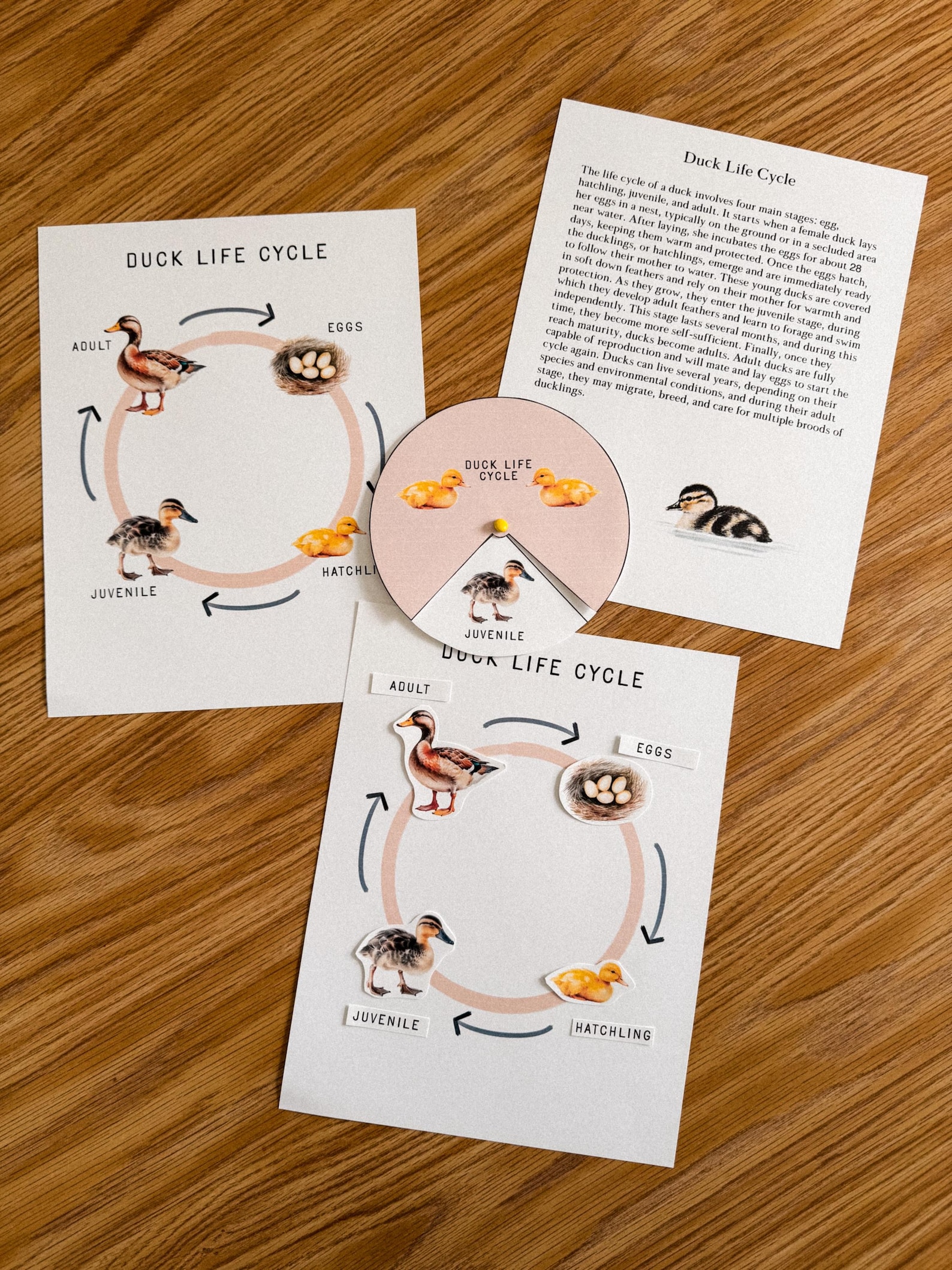 Duck Life Cycle Wheel, Learning Resource, Printable, Nature Science ...