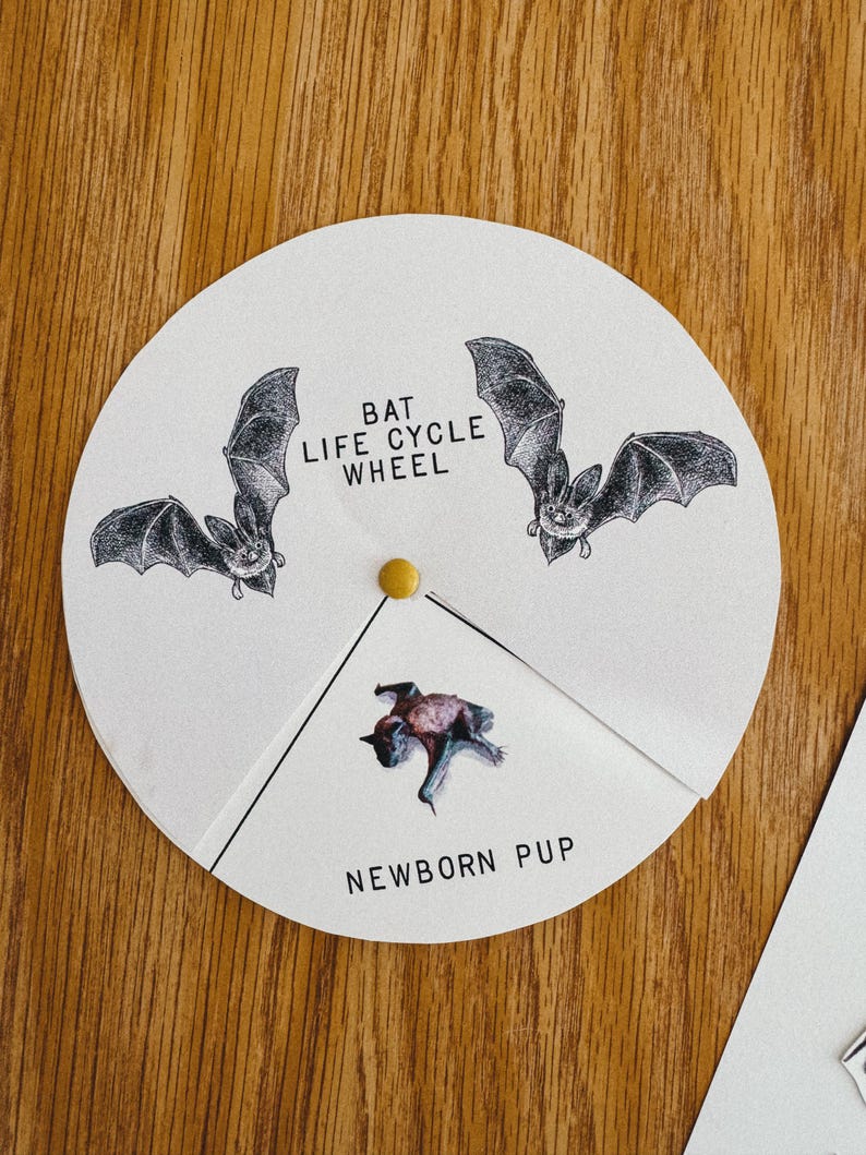 Bat Life Cycle Wheel and Worksheet, Learning Resource, Printable ...