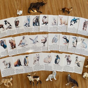 Polar Animal Flashcards, Arctic and Antarctic, Homeschool, Learning ...