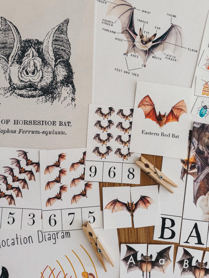 Bat Unit Study, 86 Page PDF, Morning Basket, Homeschool, Learning ...