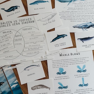 Whales Unit Study, Homeschool, Learning Resource, Printable, Nature ...