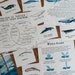 Whales Unit Study, Homeschool, Learning Resource, Printable, Nature ...