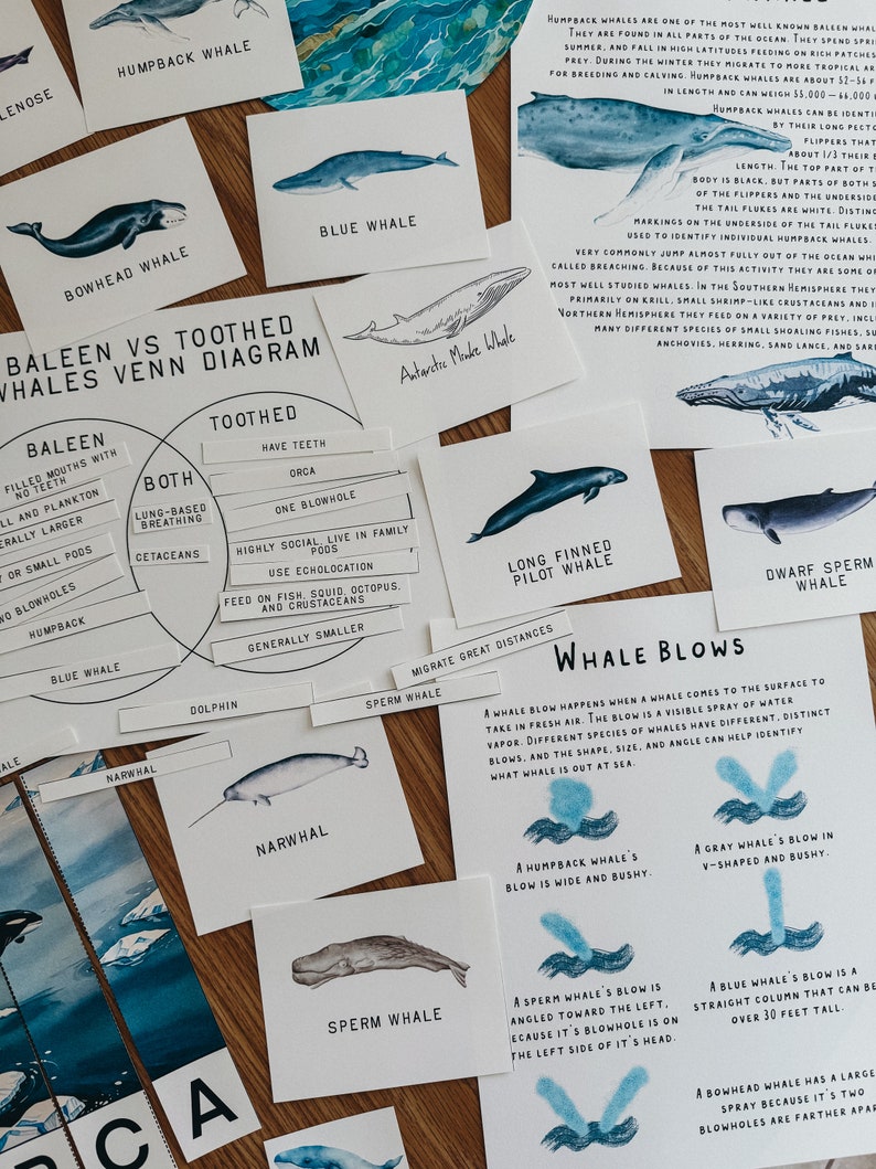 Whales Unit Study, Homeschool, Learning Resource, Printable, Nature ...