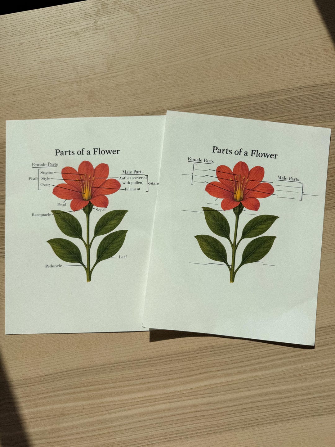 Parts of a Flower Poster, Morning Basket, Homeschool, Learning Resource ...