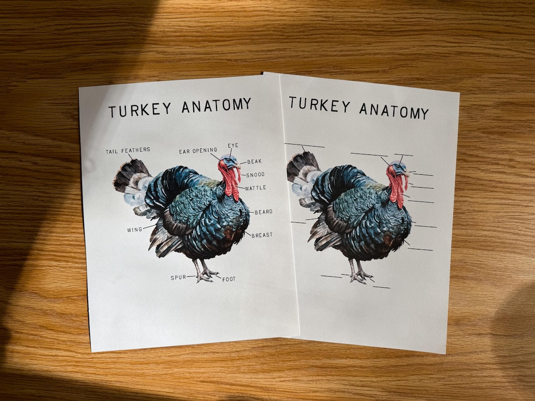 Turkey Mini Anatomy Poster, Morning Basket, Homeschool, Learning ...