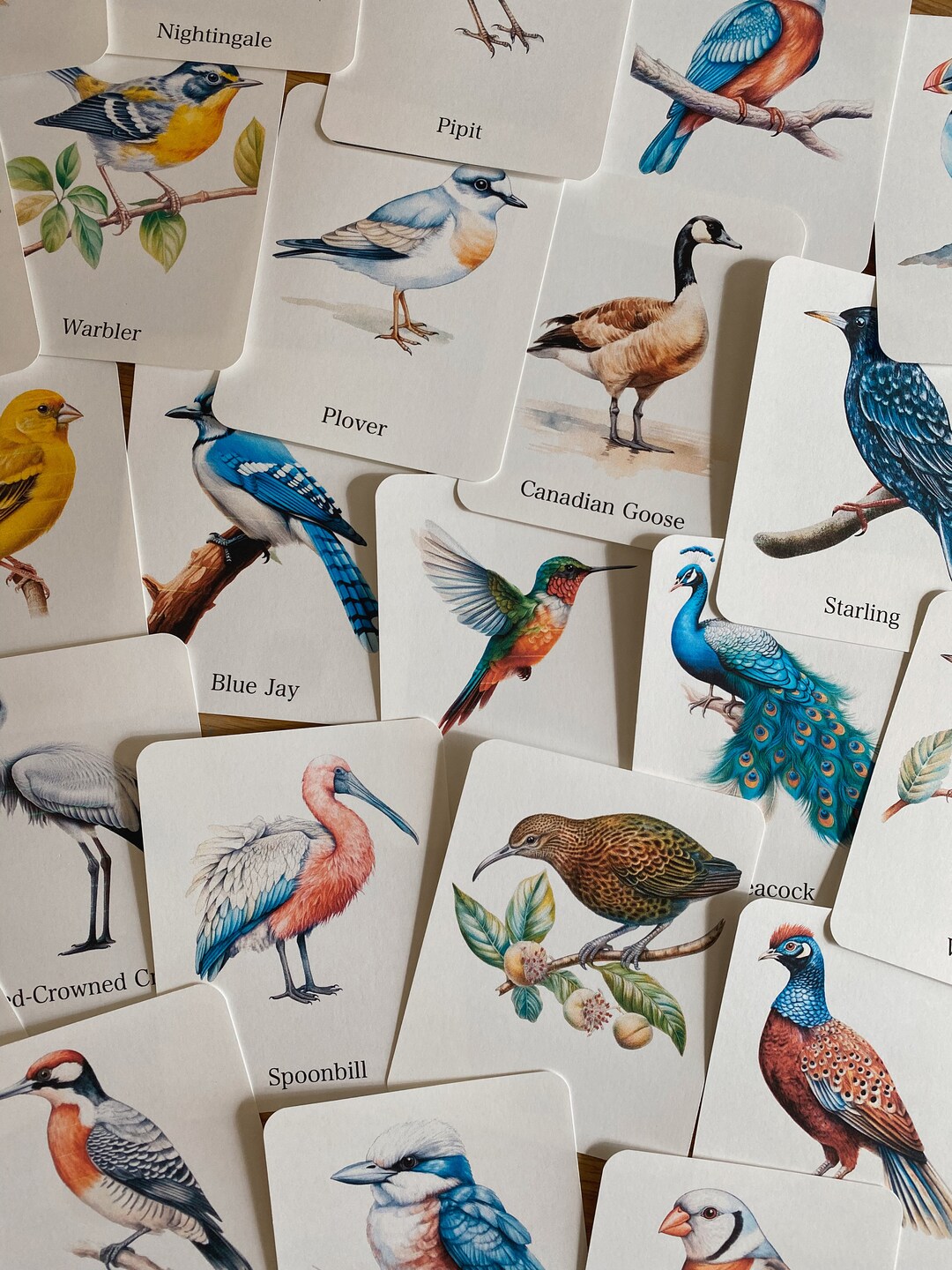 Bird Species Flashcards, Morning Basket, Homeschool, Learning Resource ...