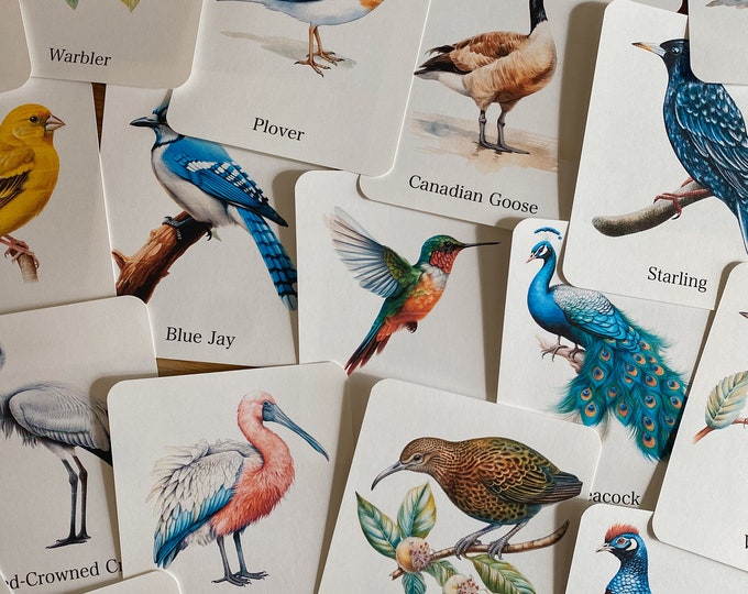 Watercolor Backyard Birds Poster & Flashcards - Etsy Canada