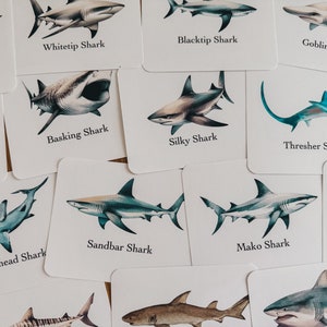 Shark Unit Study, Homeschool, Learning Resource, Printable, Nature ...