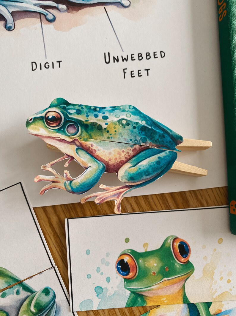Frog Unit Study, 62 Page PDF, Amphibians, Homeschool, Learning Resource ...