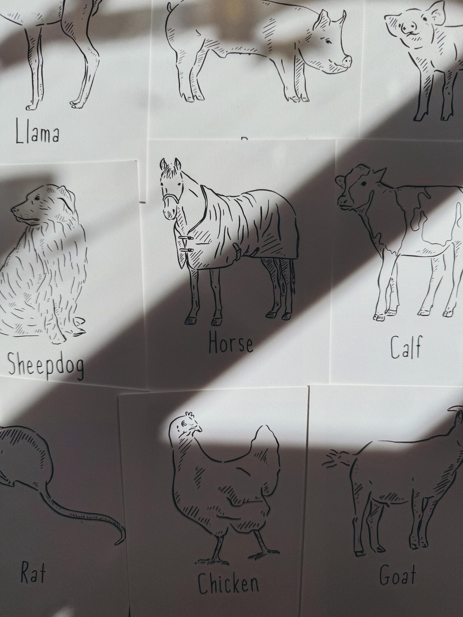 Color Your Own Farm Animal Flashcards, Homeschool, Learning Resource ...