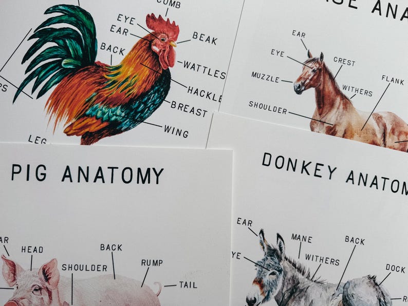 Farm Animal Anatomy Mini Posters, Morning Basket, Homeschool, Learning ...