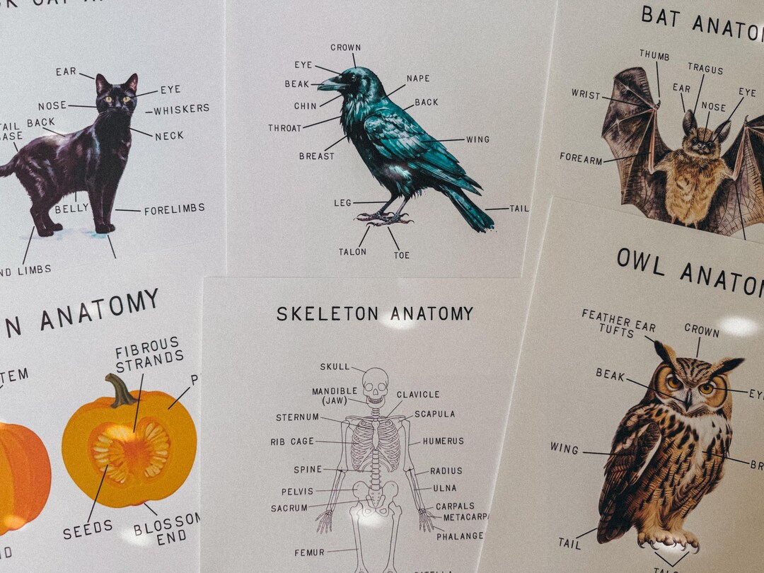 Halloween Anatomy Mini Posters, Morning Basket, Homeschool, Learning ...