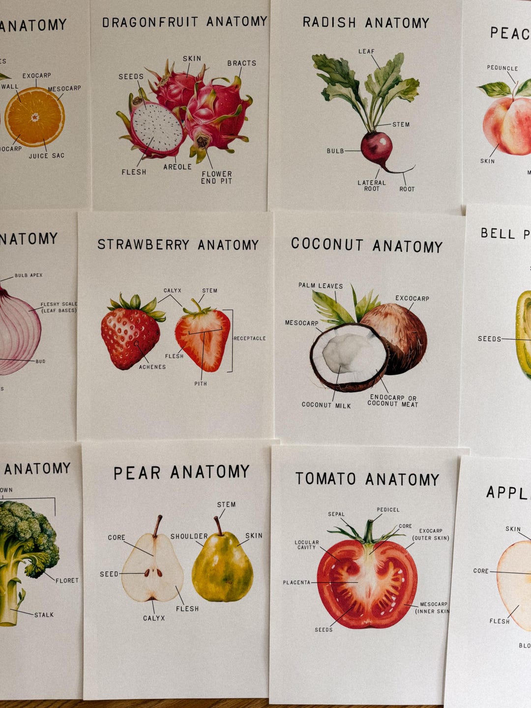 Fruit and Vegetable Anatomy Mini Posters, Morning Basket, Homeschool ...