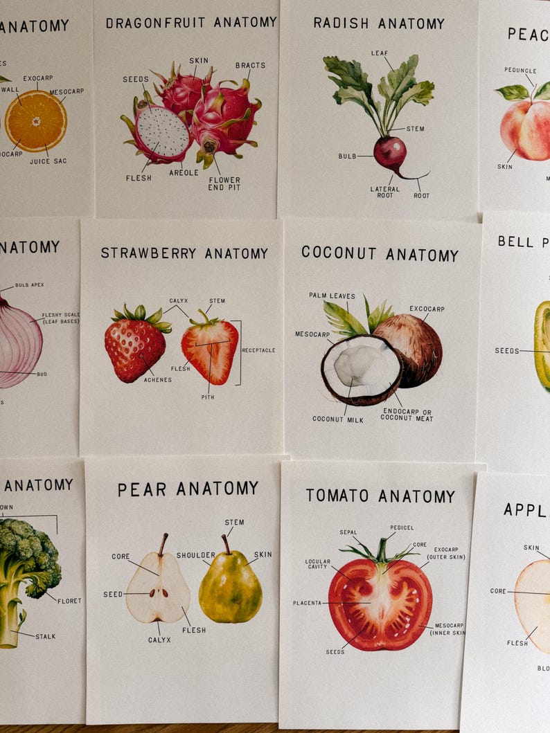 Fruit and Vegetable Anatomy Mini Posters, Morning Basket, Homeschool ...
