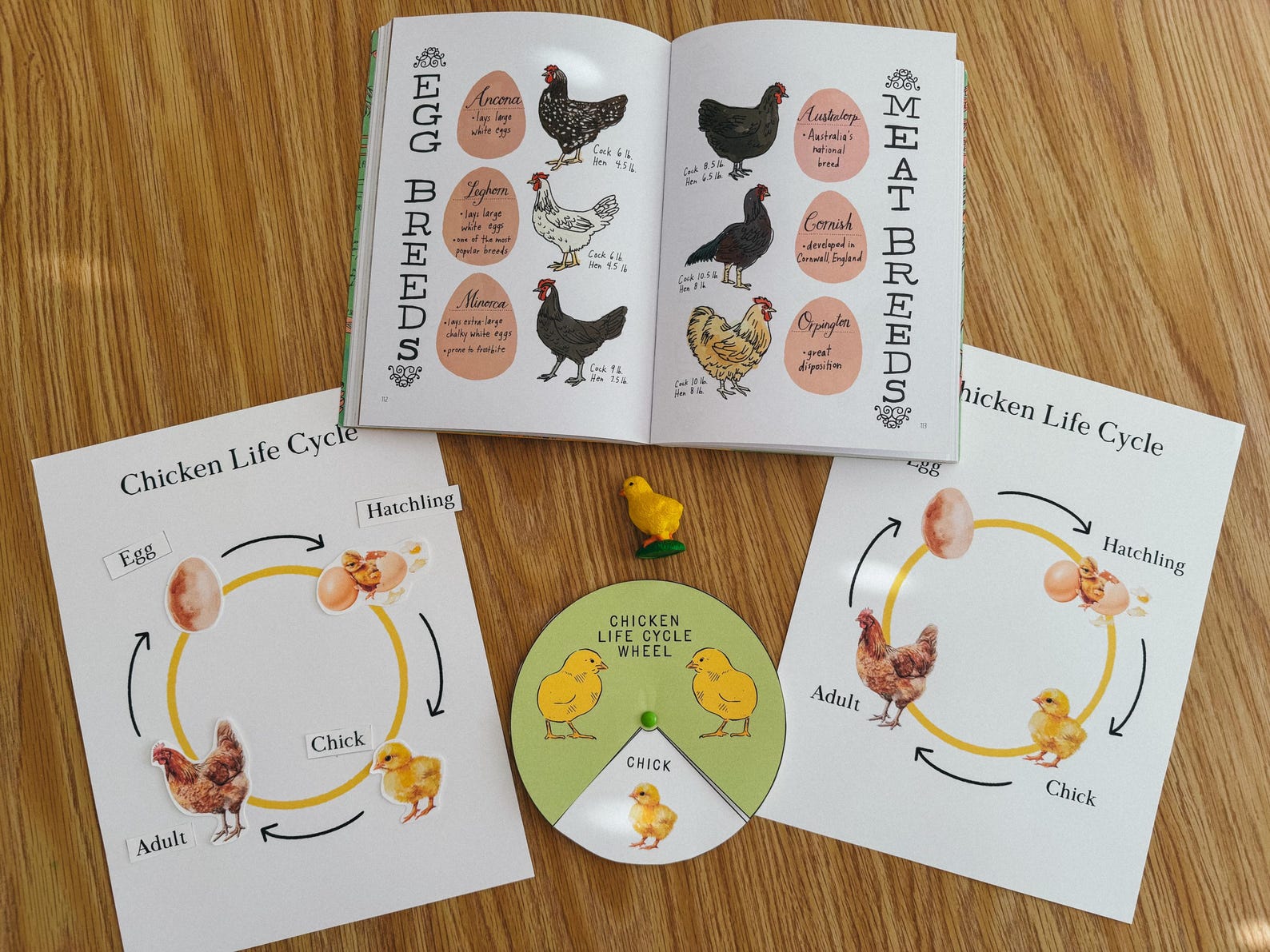 Chicken Life Cycle Wheel and Worksheet, Homeschool, Learning Resource ...