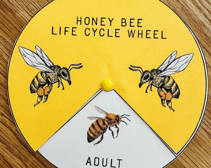 Life Cycle of a Honey Bee Printable, Bee Science Unit Study, Honey Bee ...