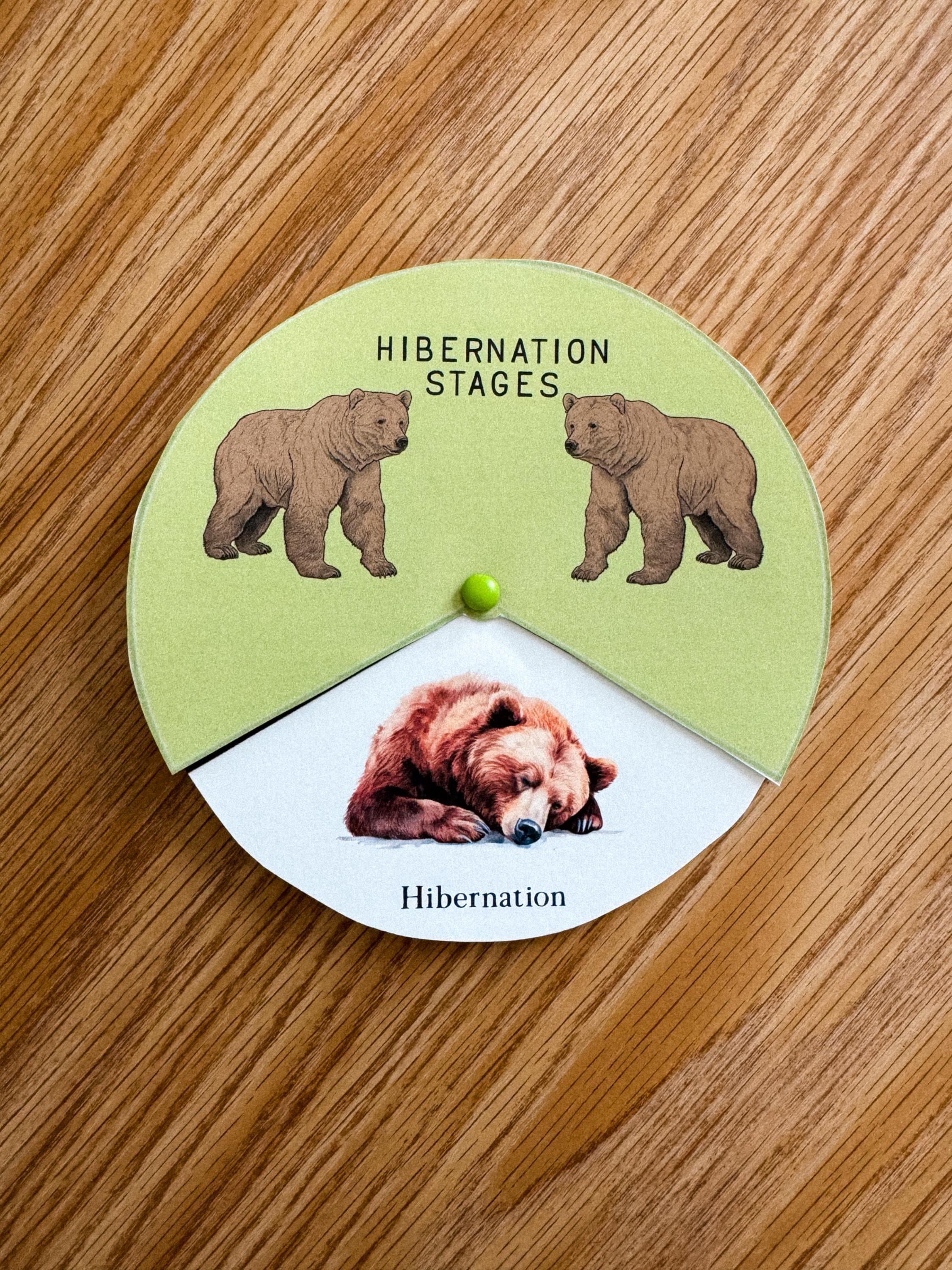 Hibernation Stages Wheel, Learning Resource, Printable, Nature Science ...