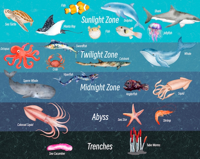 A2 Ocean Zones Poster - Etsy