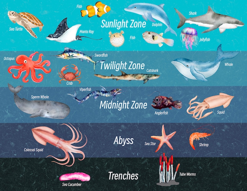 Ocean Zones Activity, Morning Basket, Homeschool, Learning Resource ...