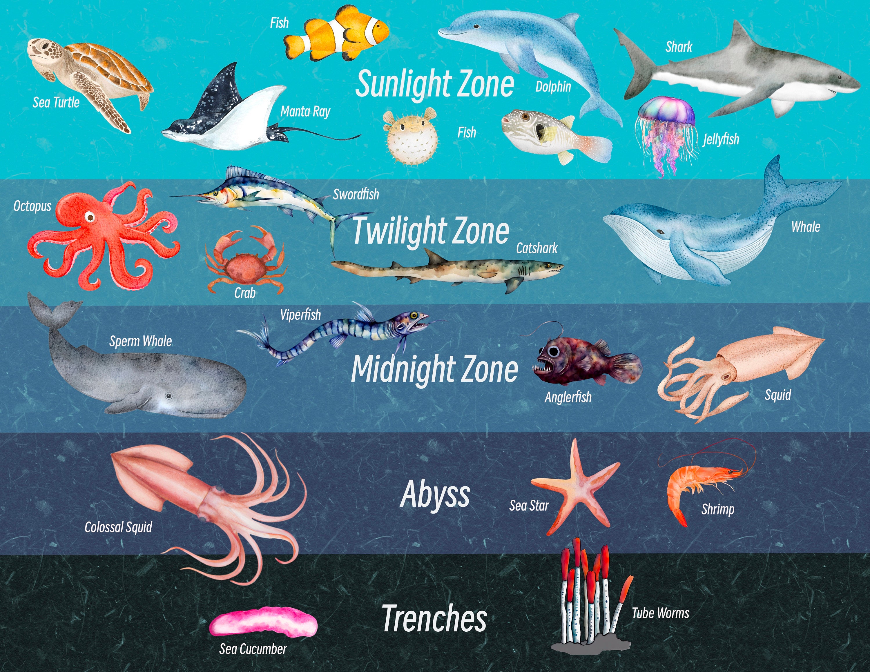 Ocean Zones Activity, Morning Basket, Homeschool, Learning Resource ...