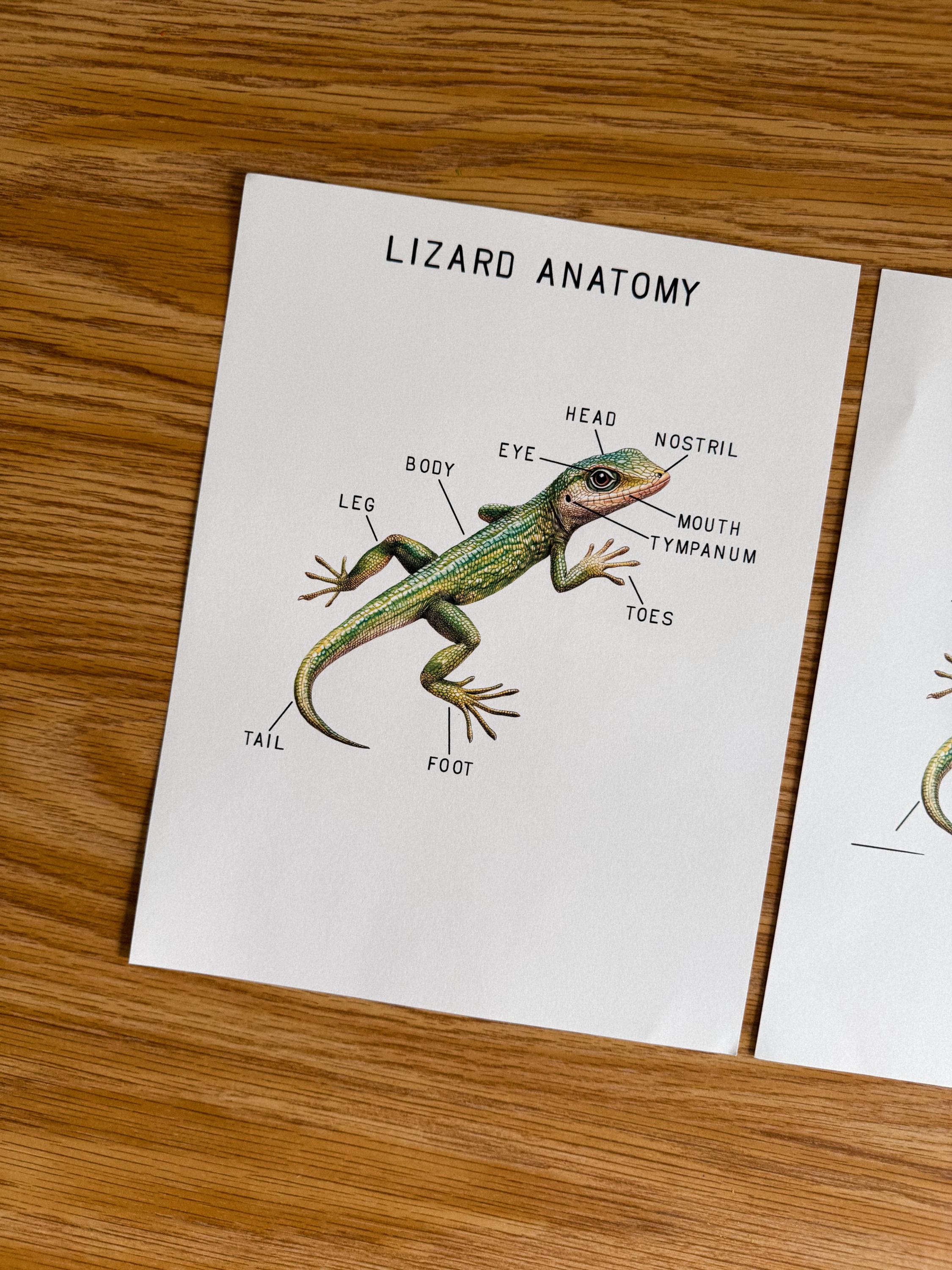 Lizard Mini Anatomy Poster, Morning Basket, Homeschool, Learning ...