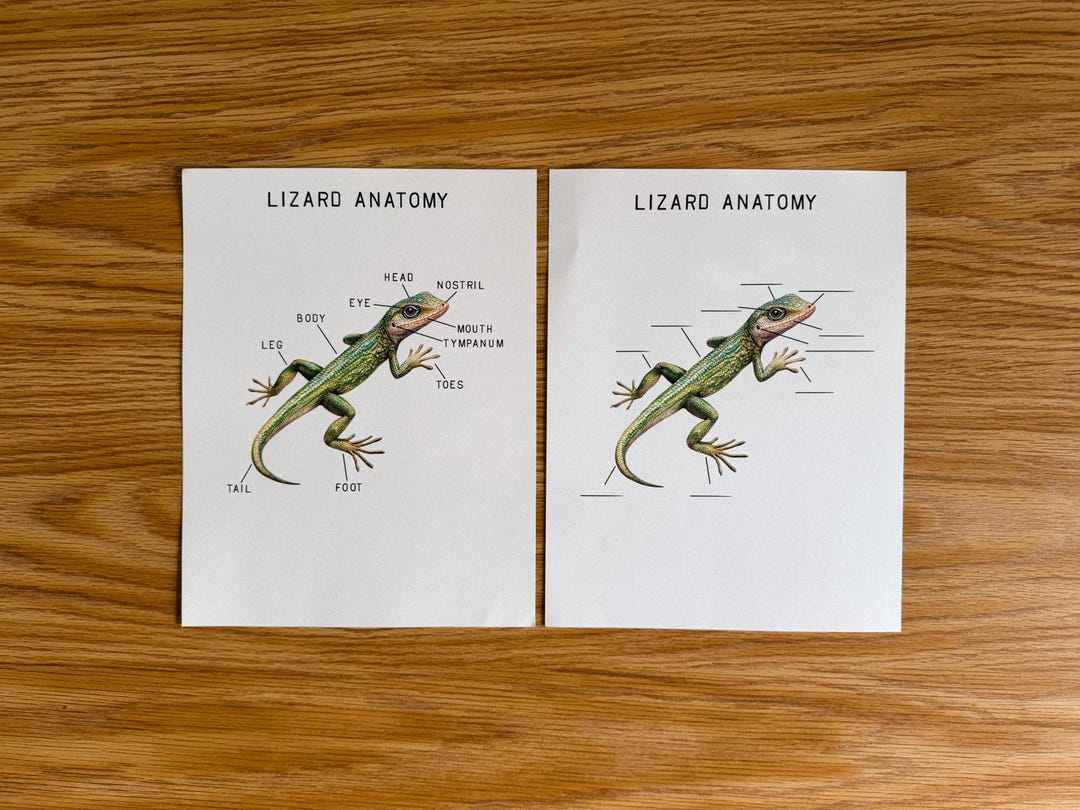 Lizard Mini Anatomy Poster, Morning Basket, Homeschool, Learning ...