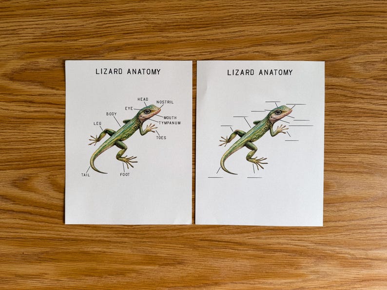 Lizard Mini Anatomy Poster, Morning Basket, Homeschool, Learning ...