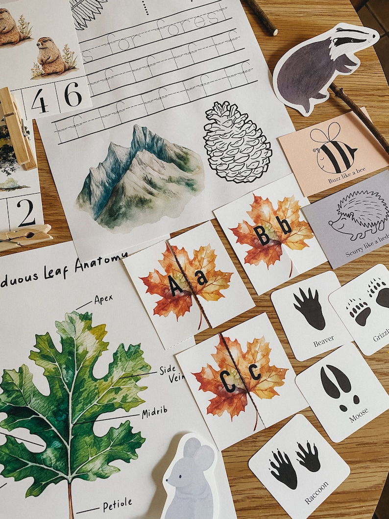 Forest Unit Study, 85 Page PDF, Morning Basket, Homeschool, Learning ...