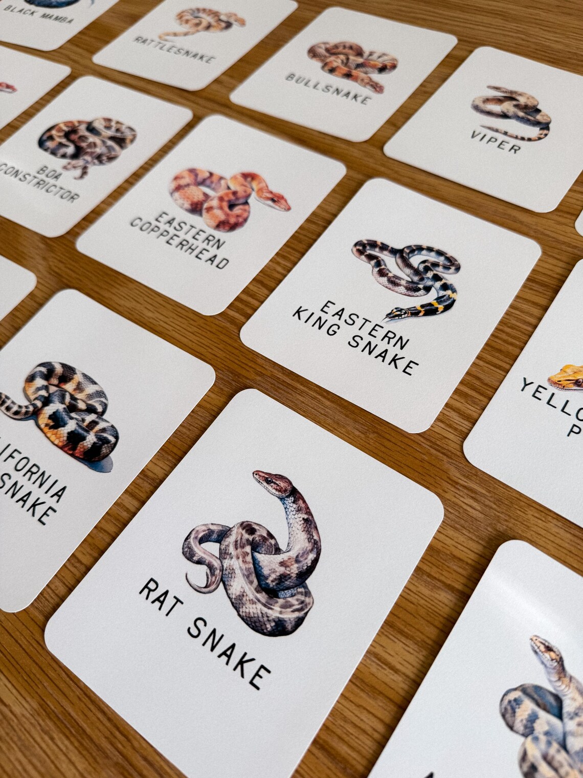 Snake Species Flashcards, Homeschool, Learning Resource, Printable ...