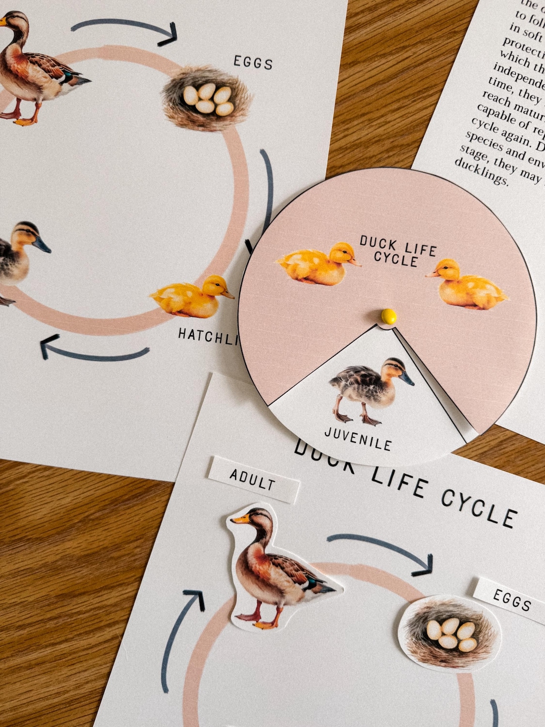 Duck Life Cycle Wheel, Learning Resource, Printable, Nature Science ...