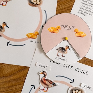 Duck Life Cycle Wheel, Learning Resource, Printable, Nature Science ...